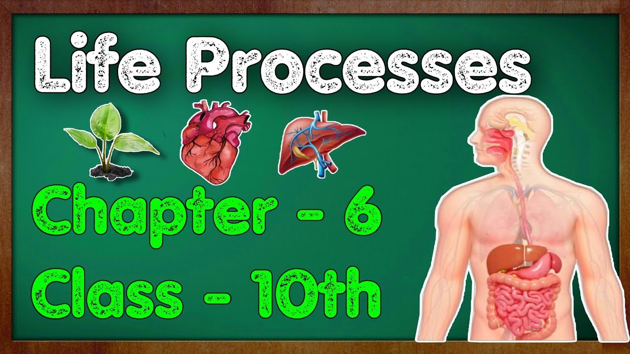 Class 10 Biology Life Processes Important Questions Class 10 Biology Life Processes Important Questions