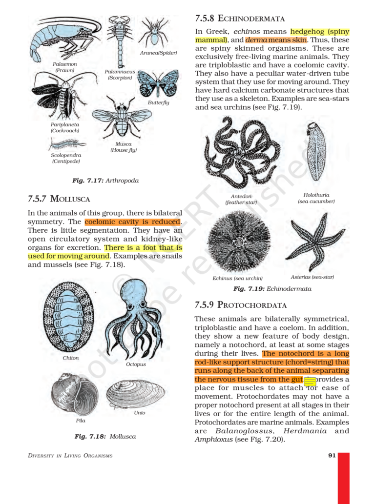 NCERT Book Class 9 (Science) Chapter 7 Diversity in Living Organisms