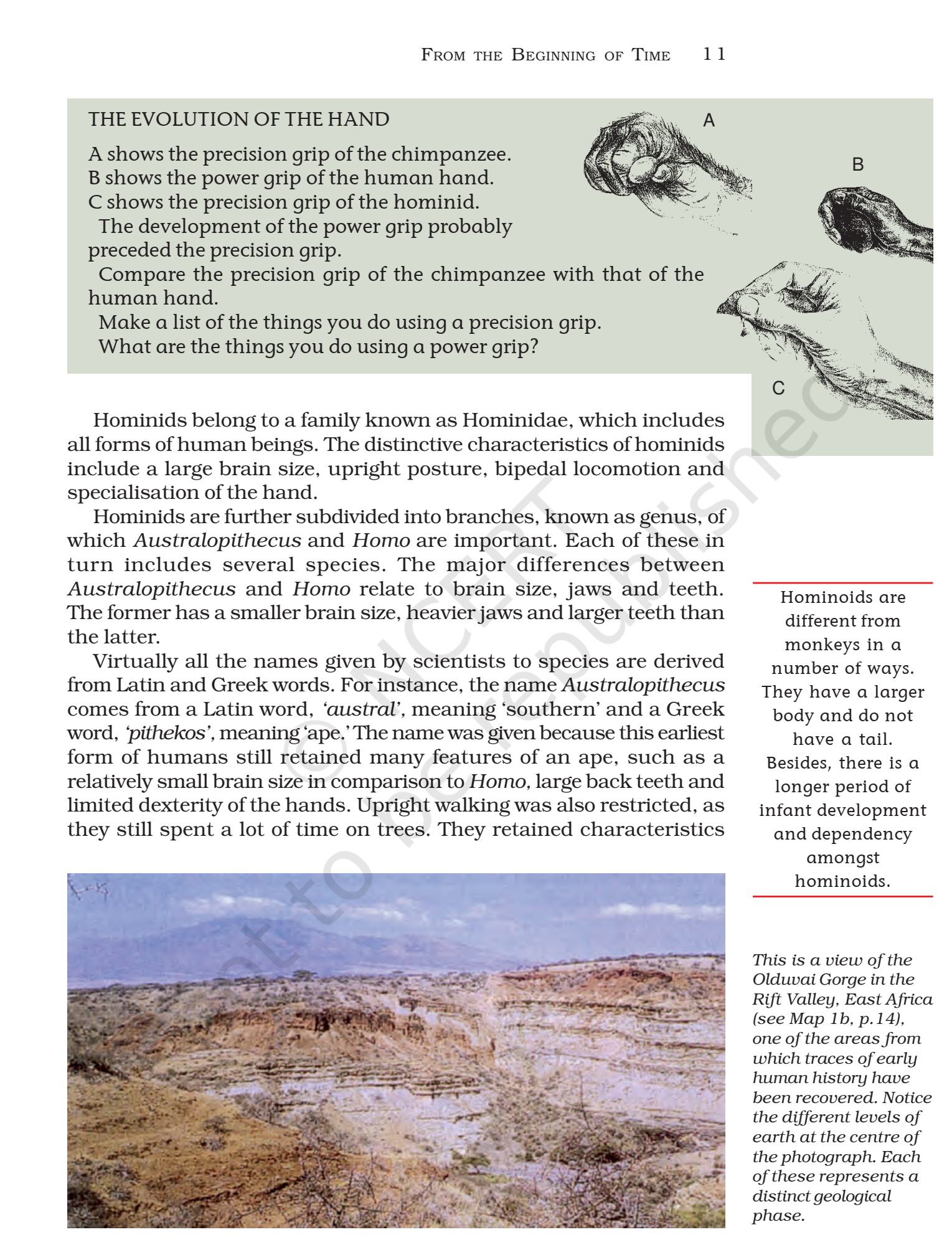 NCERT Book Class 11 (History) Chapter 1 From the Beginning of Time