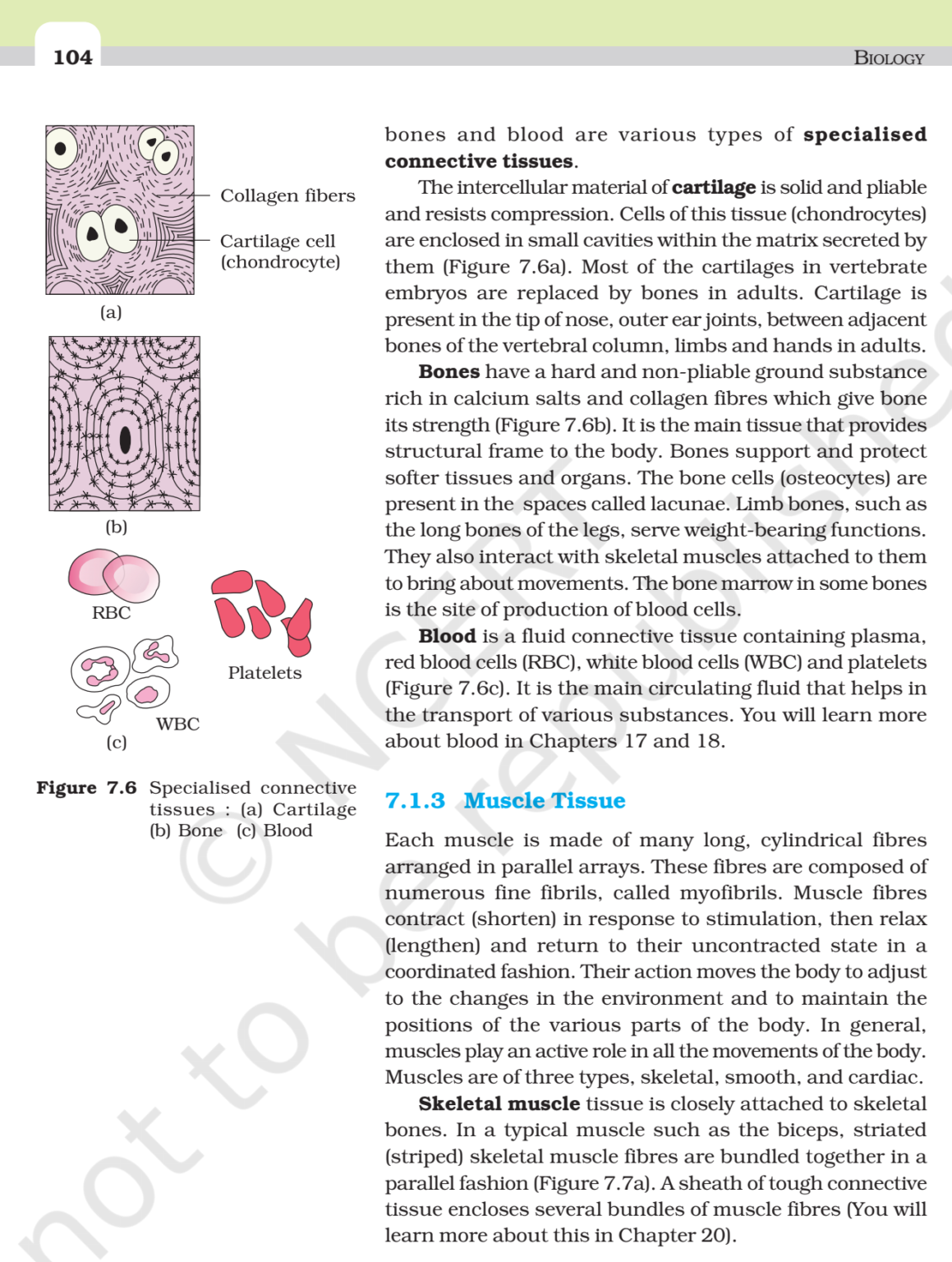 NCERT Book Class 11 (Biology) Chapter 7 Structural Organisation in ...