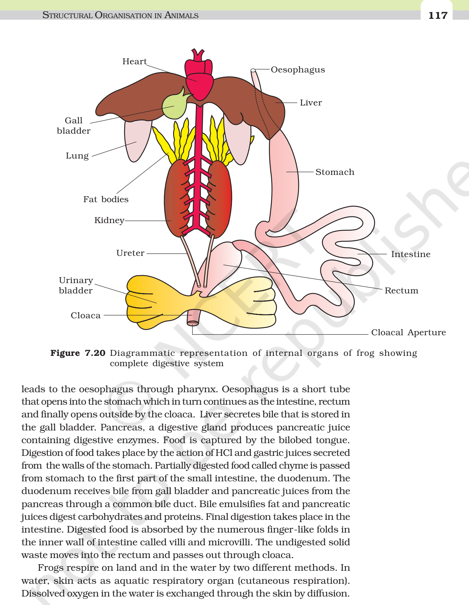 NCERT Book Class 11 (Biology) Chapter 7 Structural Organisation in ...