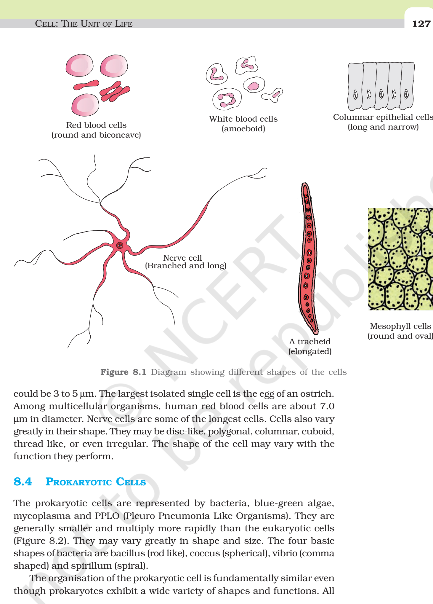NCERT Book Class 11 (Biology) Chapter 8 Cell The Unit of Life