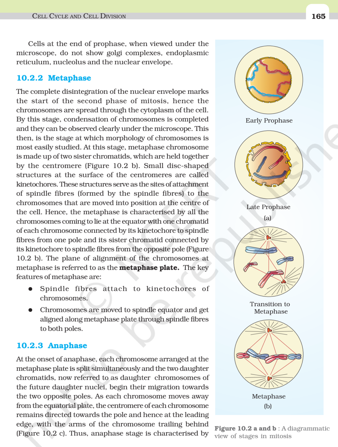 NCERT Book Class 11 (Biology) Chapter 10 Cell Cycle and Cell Division