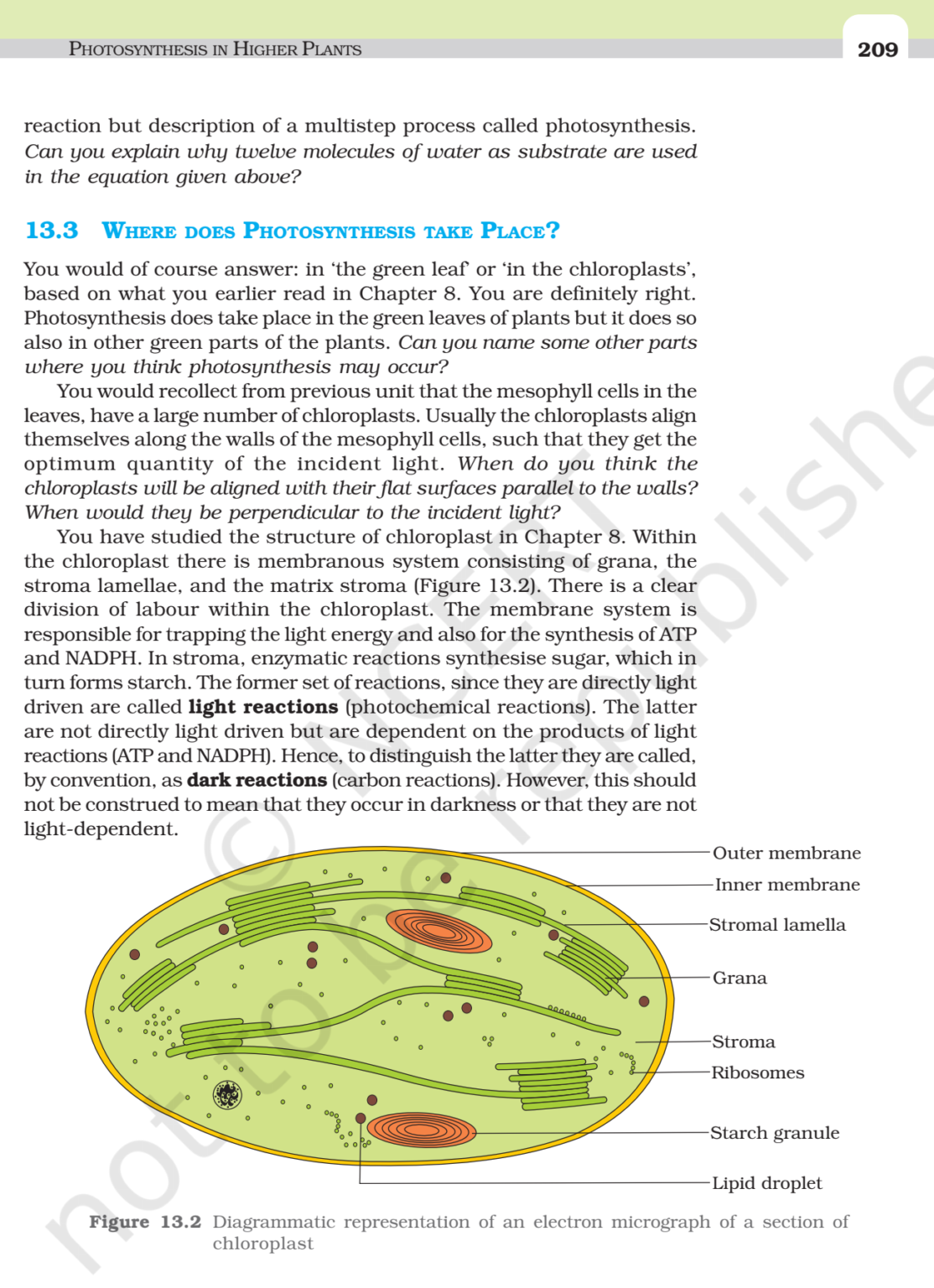 NCERT Book Class 11 (Biology) Chapter 13 Photosynthesis in Higher Plants