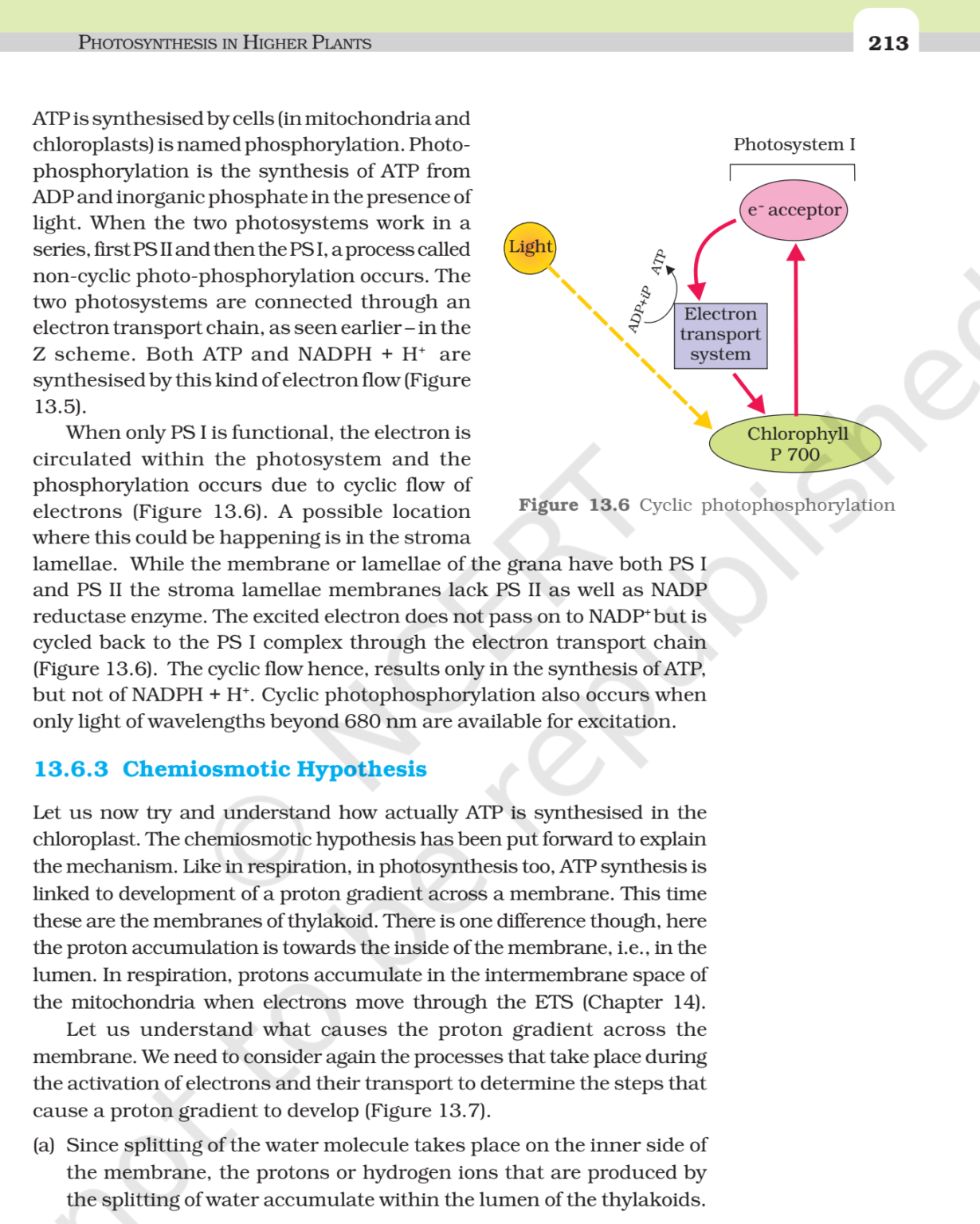NCERT Book Class 11 (Biology) Chapter 13 Photosynthesis in Higher Plants