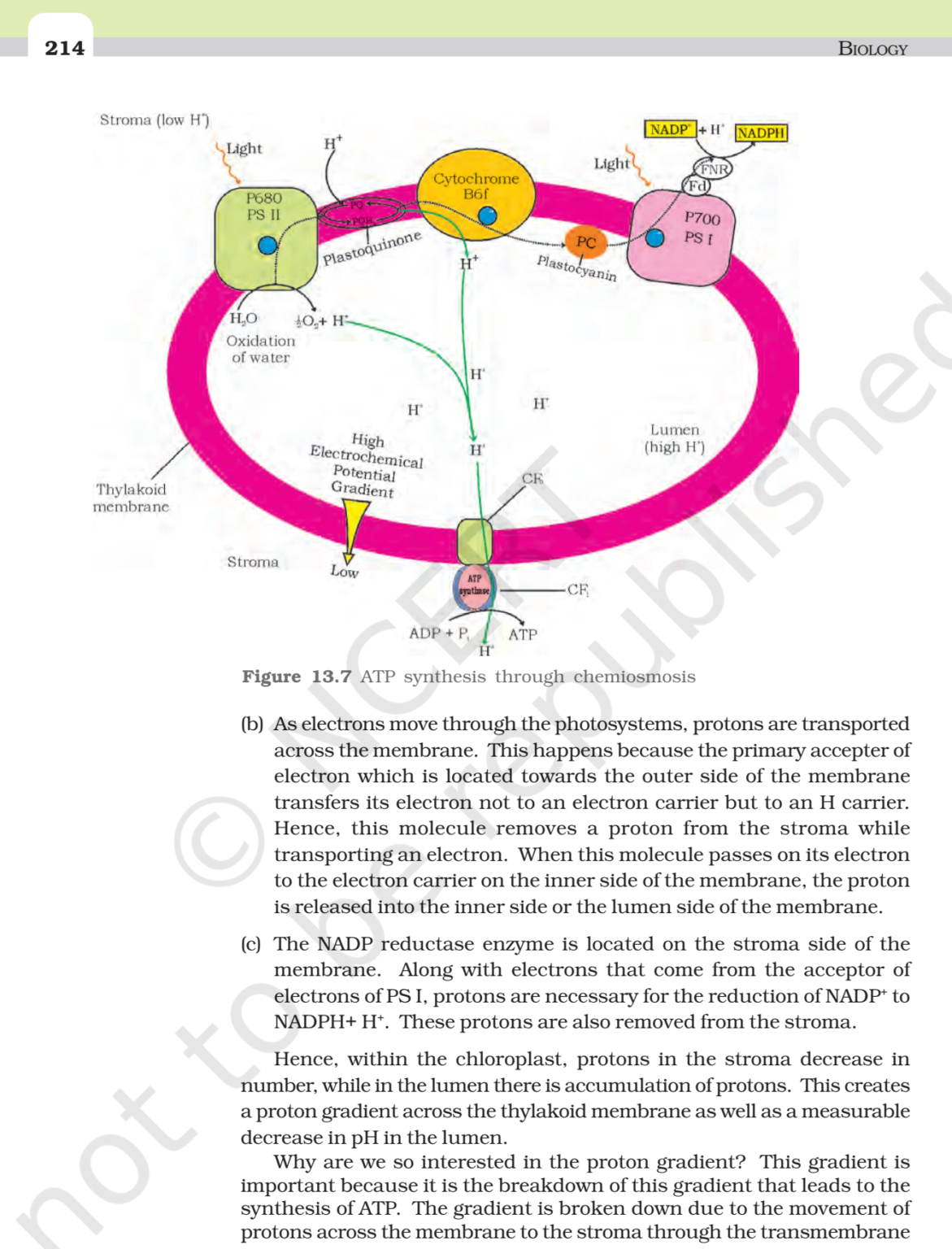 NCERT Book Class 11 (Biology) Chapter 13 Photosynthesis in Higher Plants