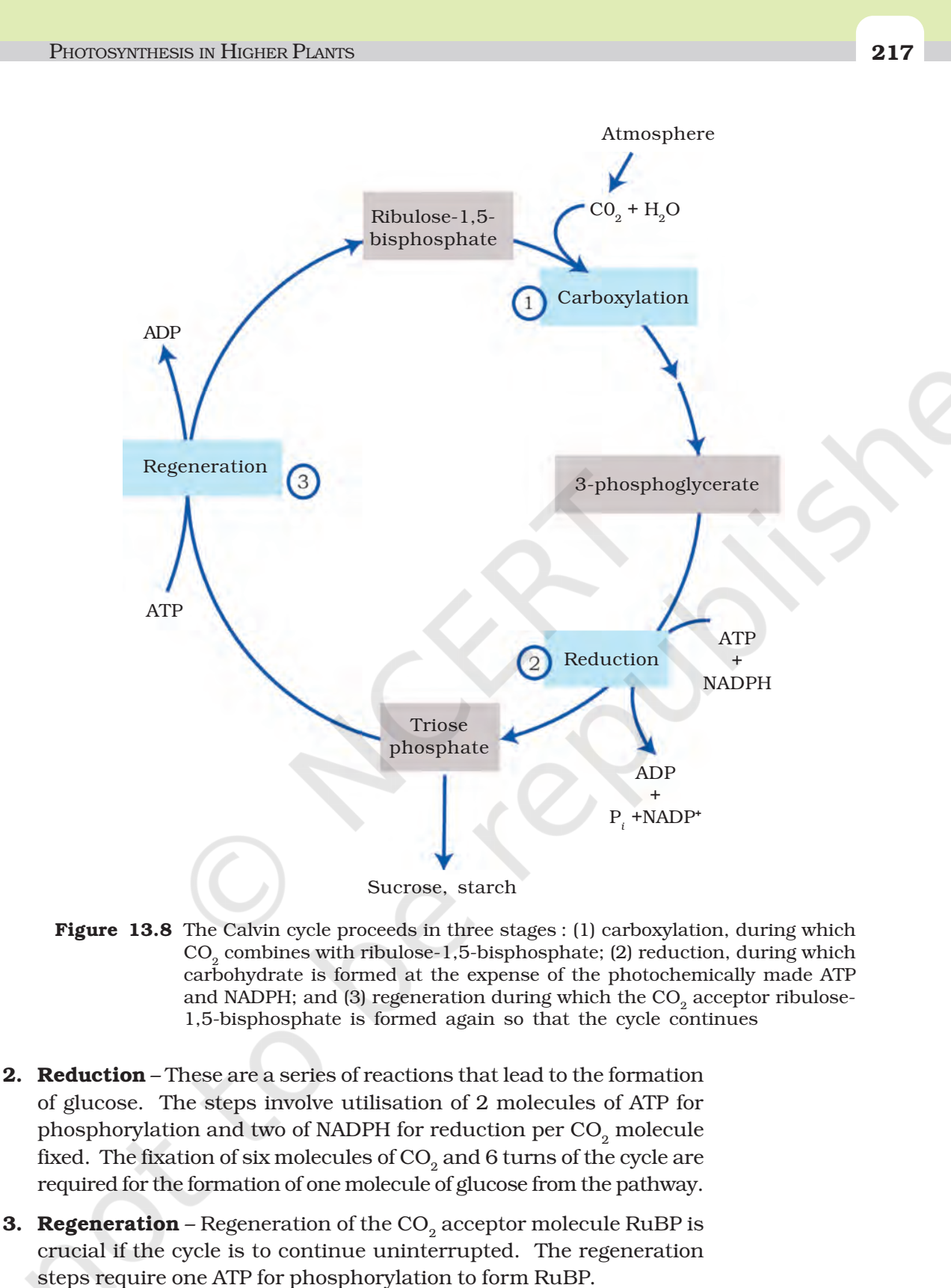 NCERT Book Class 11 (Biology) Chapter 13 Photosynthesis in Higher Plants