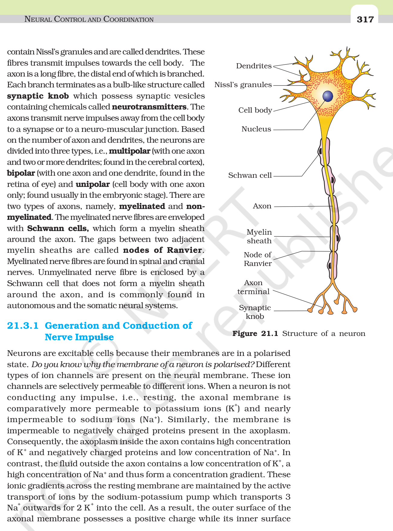 NCERT Book Class 11 (Biology) Chapter 21 Neural Control and Coordination