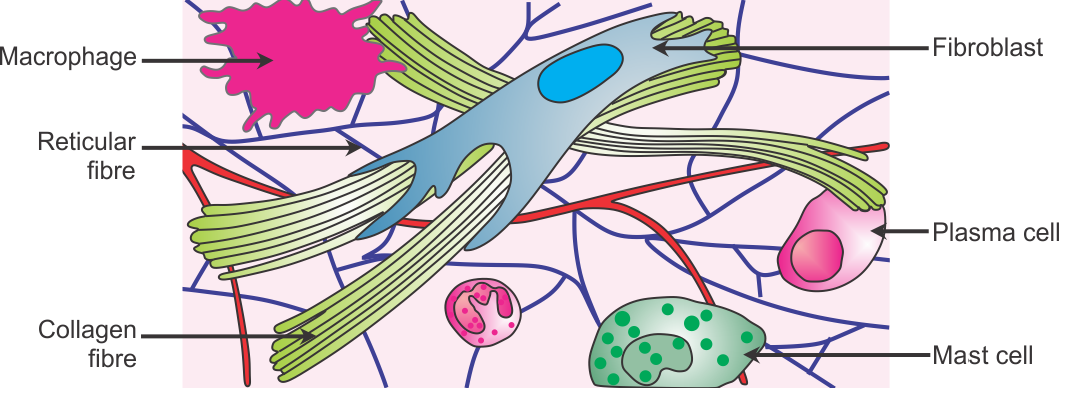 Science Summary For Class 9 Tissues