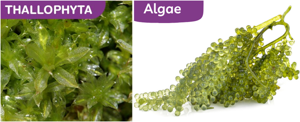 Diversity in Living Organisms for Class 9 Summary Notes