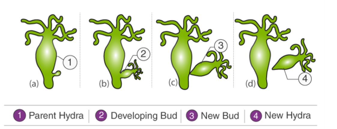 How do Organisms Reproduce? For Class 10 Science Summary notes